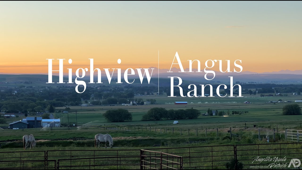 2024 Highview Angus Ranch Breeding Project - YouTube