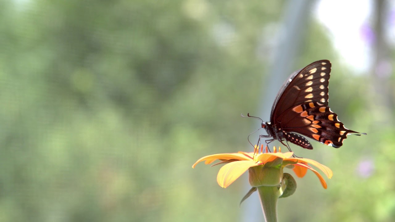 English Language (ESL / EFL) Academic Vocabulary Lesson: Nectar - YouTube