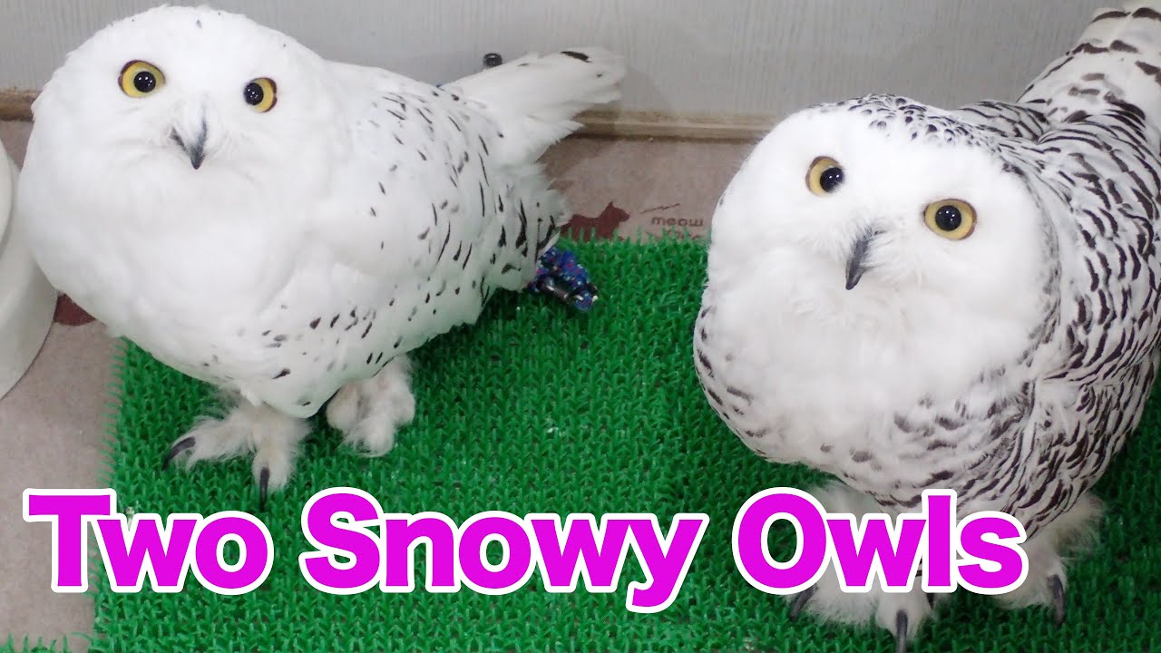 Two Snowy Owls in a coffee shop - YouTube