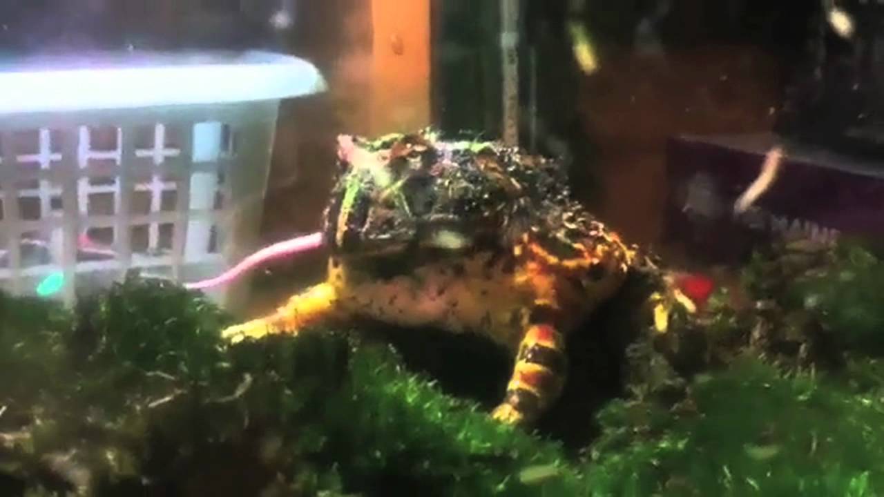 My pacman frog eats a mouse - YouTube