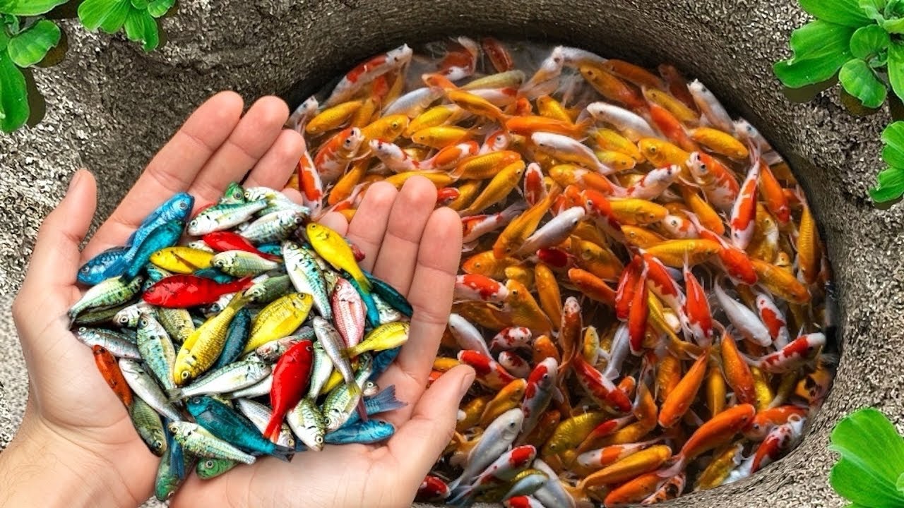 CATCHING RARE ORNAMENTAL FISH in Small Ponds! Guppy Fih, Koi, Goldfish ...