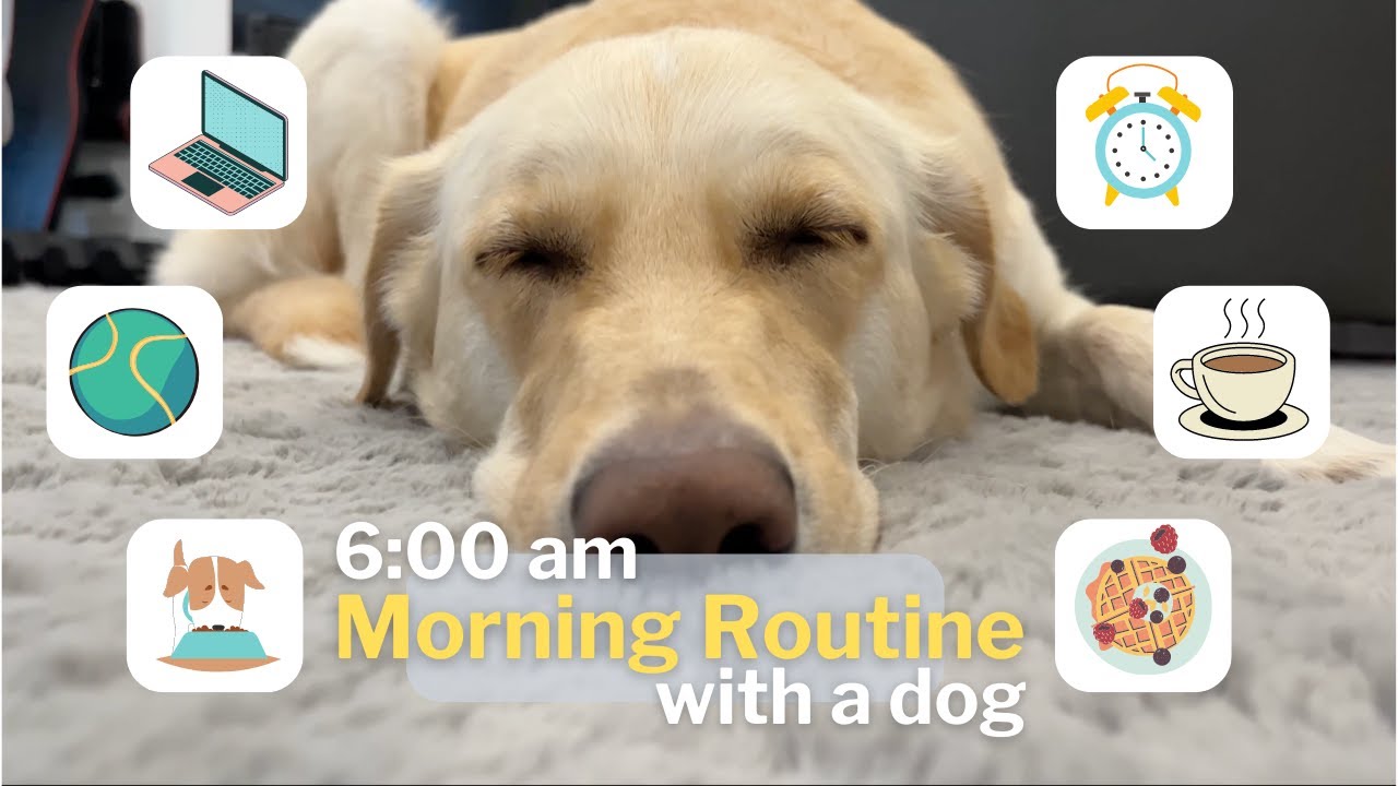 My 6am Morning Routine with a Dog | Golden Retriever Mix - YouTube