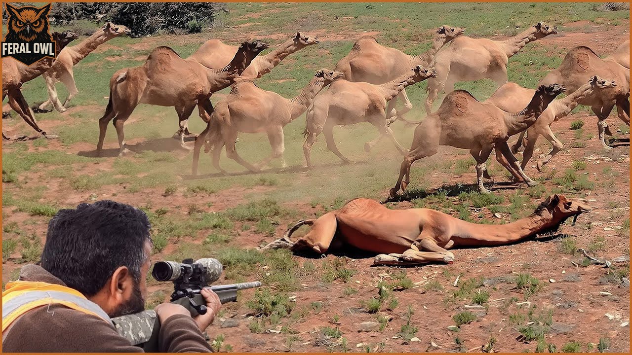 CAMEL HUNTING - How Australian Farmers And Hunters Deal With Millions ...