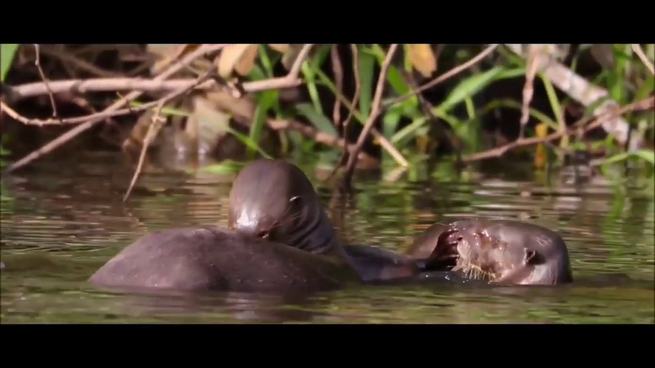 WELCOME TO THE AMAZON RAINFOREST - YouTube