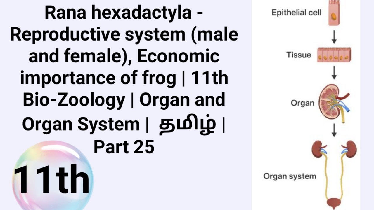 Reproductive system, Economic importance of frog | 11th Bio-Zoology ...