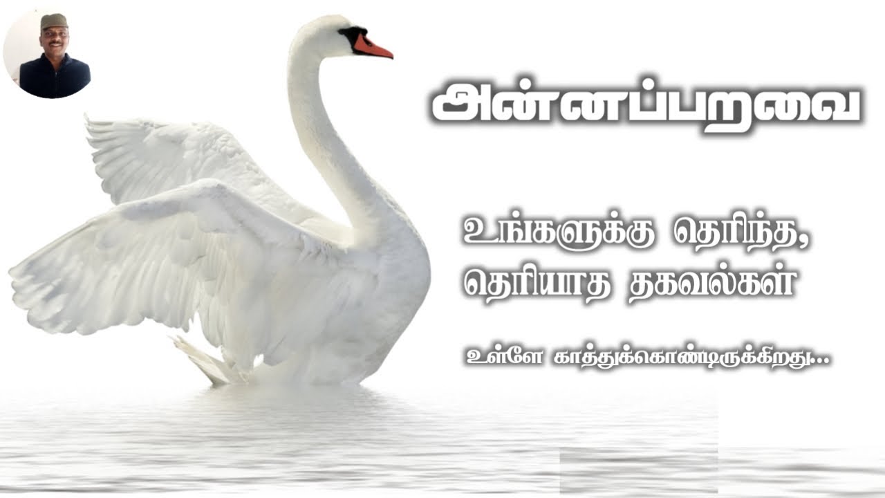Annaparavai history Tamil l did Swan separate water l Vinoth Kumar ...