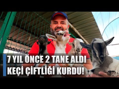 7 Yıl Önce Hobi İçin 2 Tane Aldı Çiftlik Kurdu! Avuç İçine Sığan Cüce Keçiler  / AGRO TV HABER