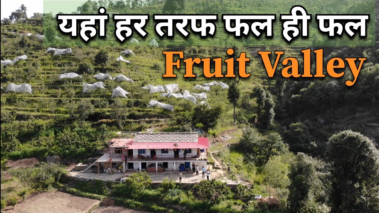 पहाड़ों की ताजगी Fruit Valley Mukteshwar | Nainital | #fruit #fruits # ...