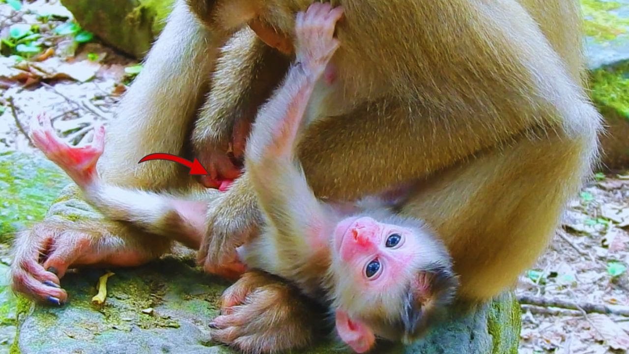 Enjoy visiting Lina monkey's baby The second day was really interesting ...