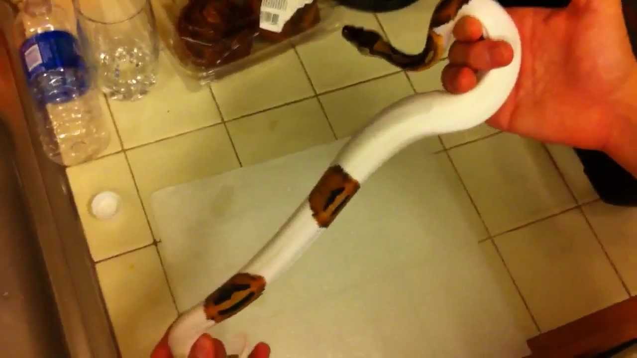 Piebald Ball python High White - YouTube