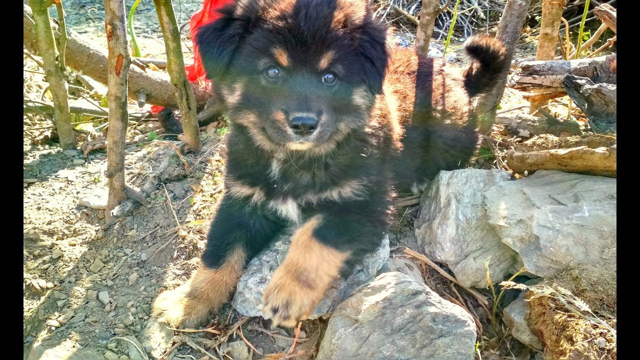 Gaddi (Bhutia) baby Dog vs baby Goats || Cute Fight || Uttarakhand ...