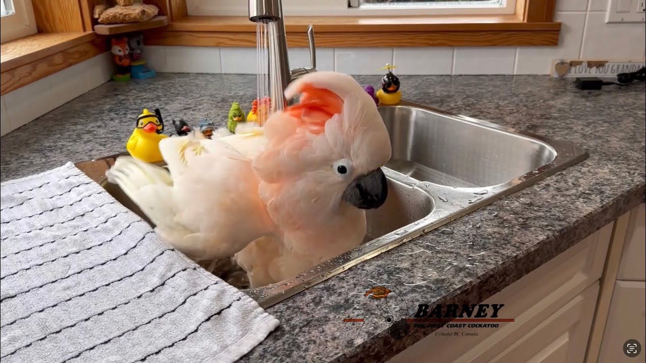 Bath Time! Don't worry, he won't hurt his beak or the sink. And then ...