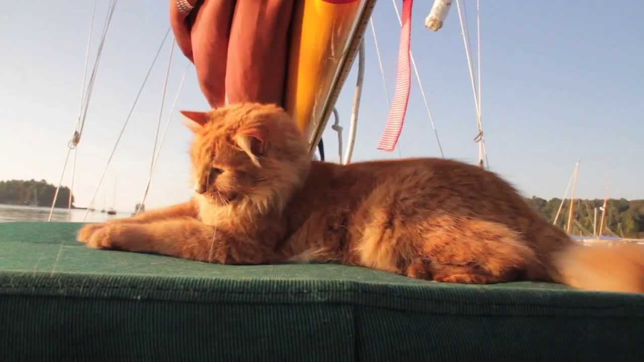 Dory, The Ships Cat - YouTube