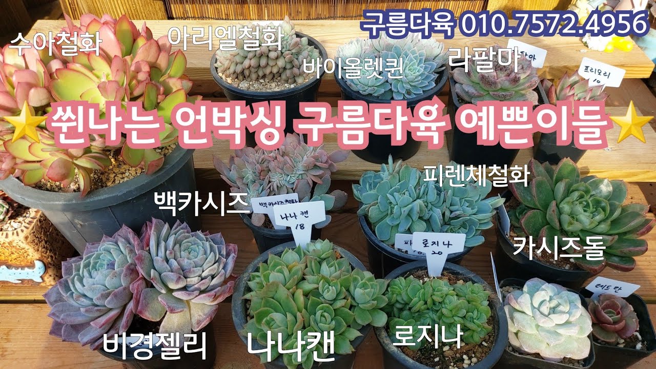오늘 구름다육에서 온 다육이들은 뭘까요 여러분은 어떤 다육이 구매하셨나요 구름다육 언박싱 Youtube