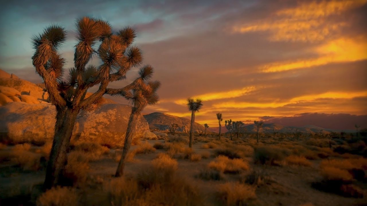 Night Ambience | Nature Soundscape For Sleeping | Soothing Nighttime ...