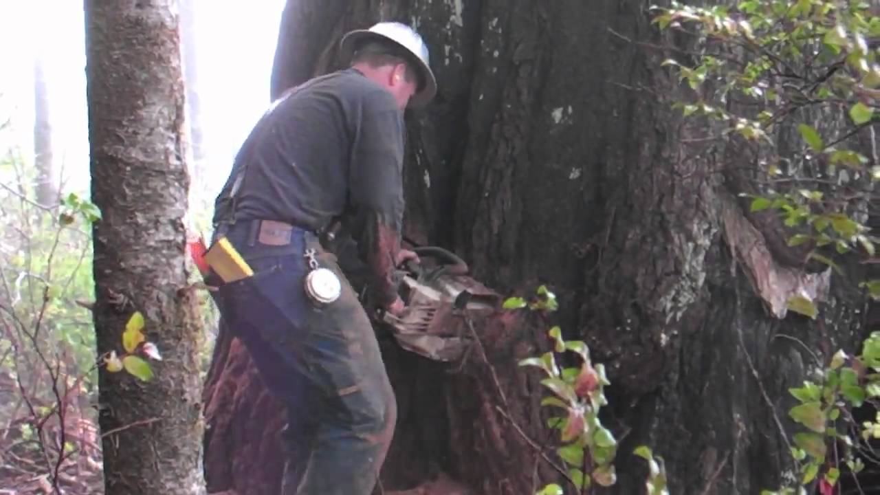 Falling Old Growth Redwood - YouTube