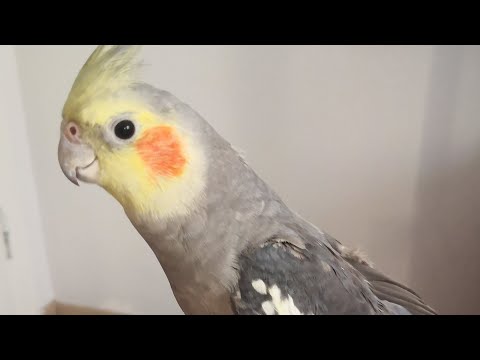 babacık cicikuş diyen papağan