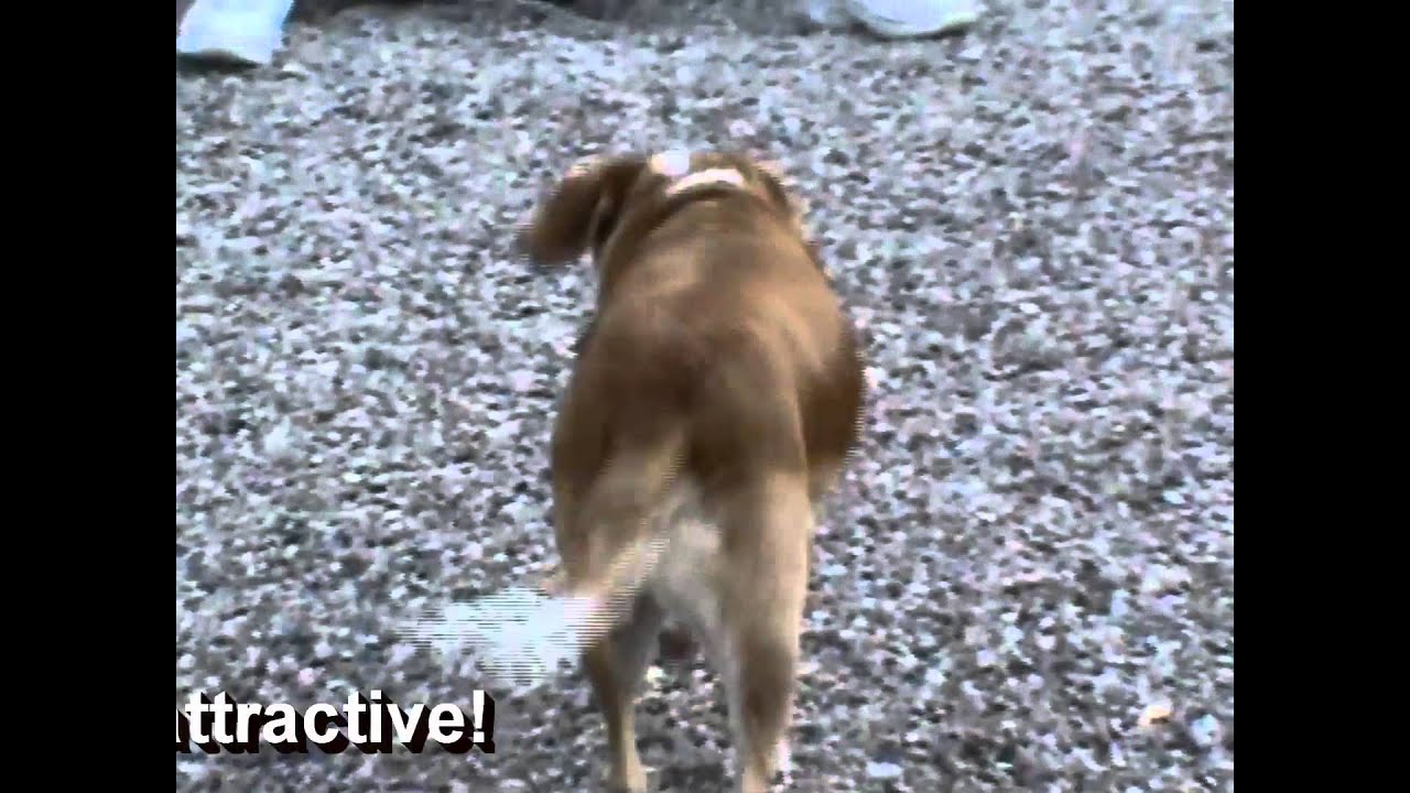 Jake--Beagle/ Mountain Cur Mix - YouTube