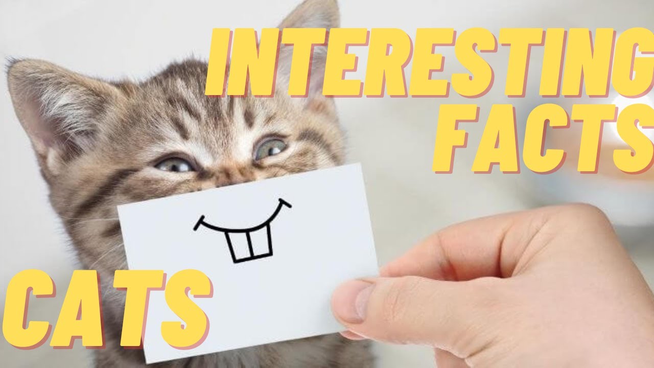 10 Interesting Facts about Cats - YouTube