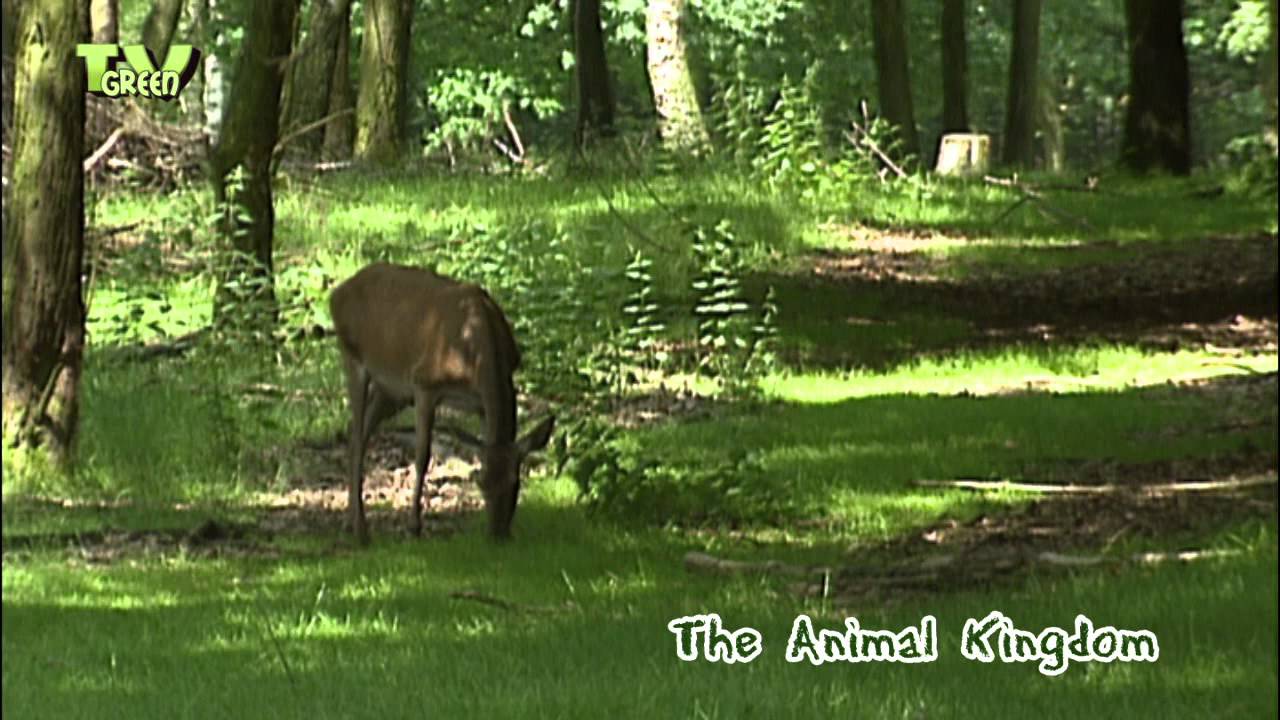 Red Deer & baby's - Edelhert zoelend & met kalfjes - YouTube