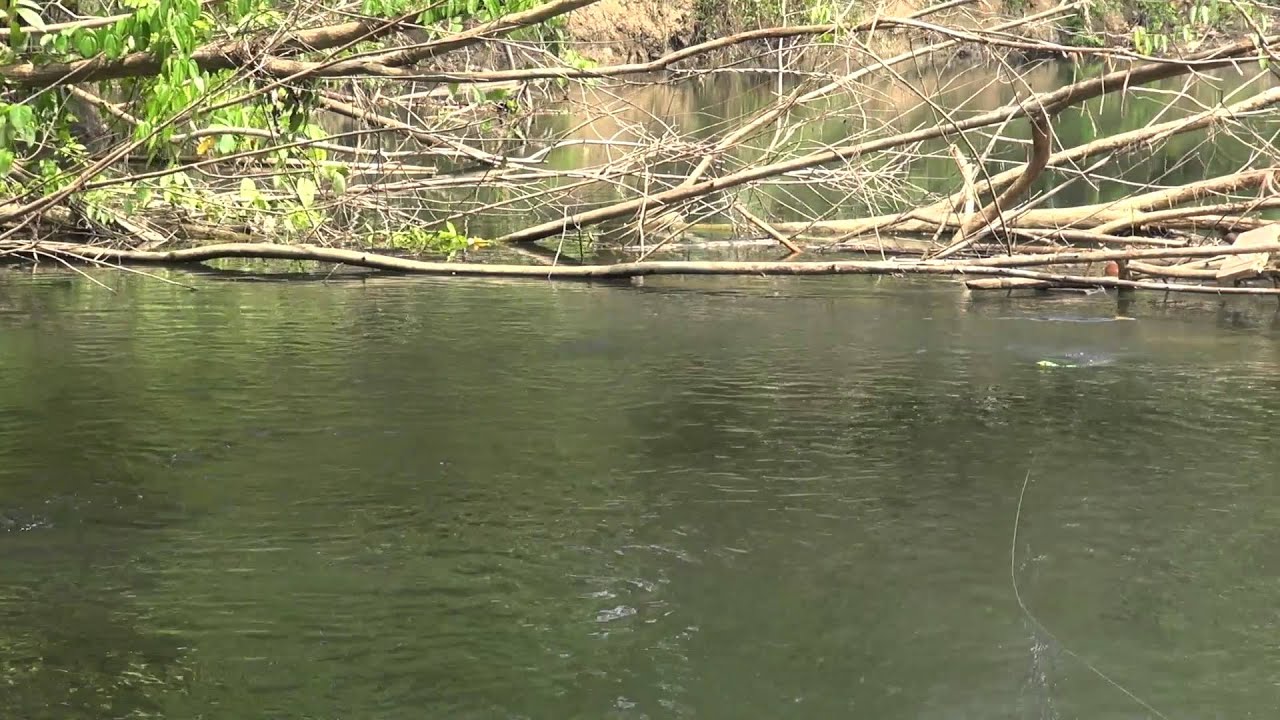 Papuan Spot Tail Bass fishing with Gong Lei - YouTube