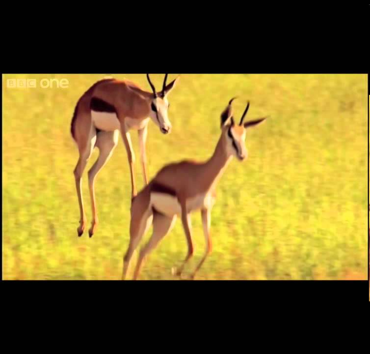 Woohoo Jumping Impala - YouTube