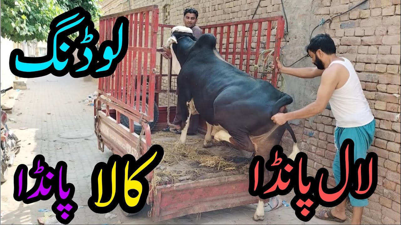 KALA PANDA OR LAL PANDA | Loading | kingkarachialikhan - YouTube