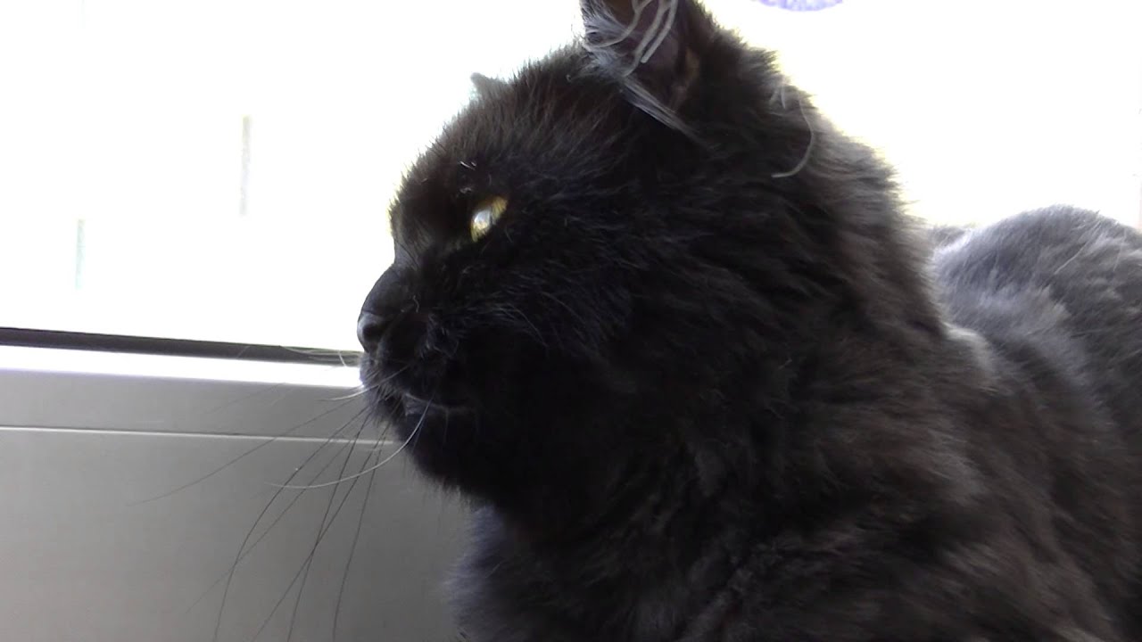 Cat disgusted - YouTube