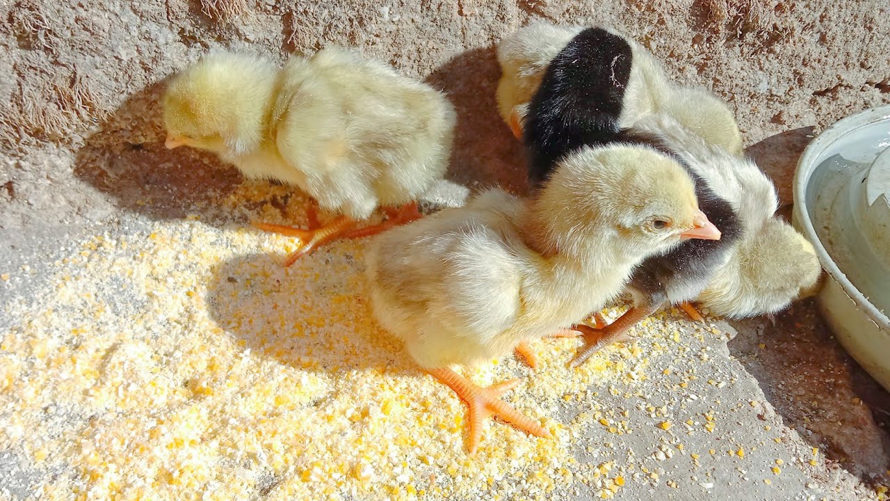 how to feed 1 day old chicks |how to take care of chicken chicks during ...