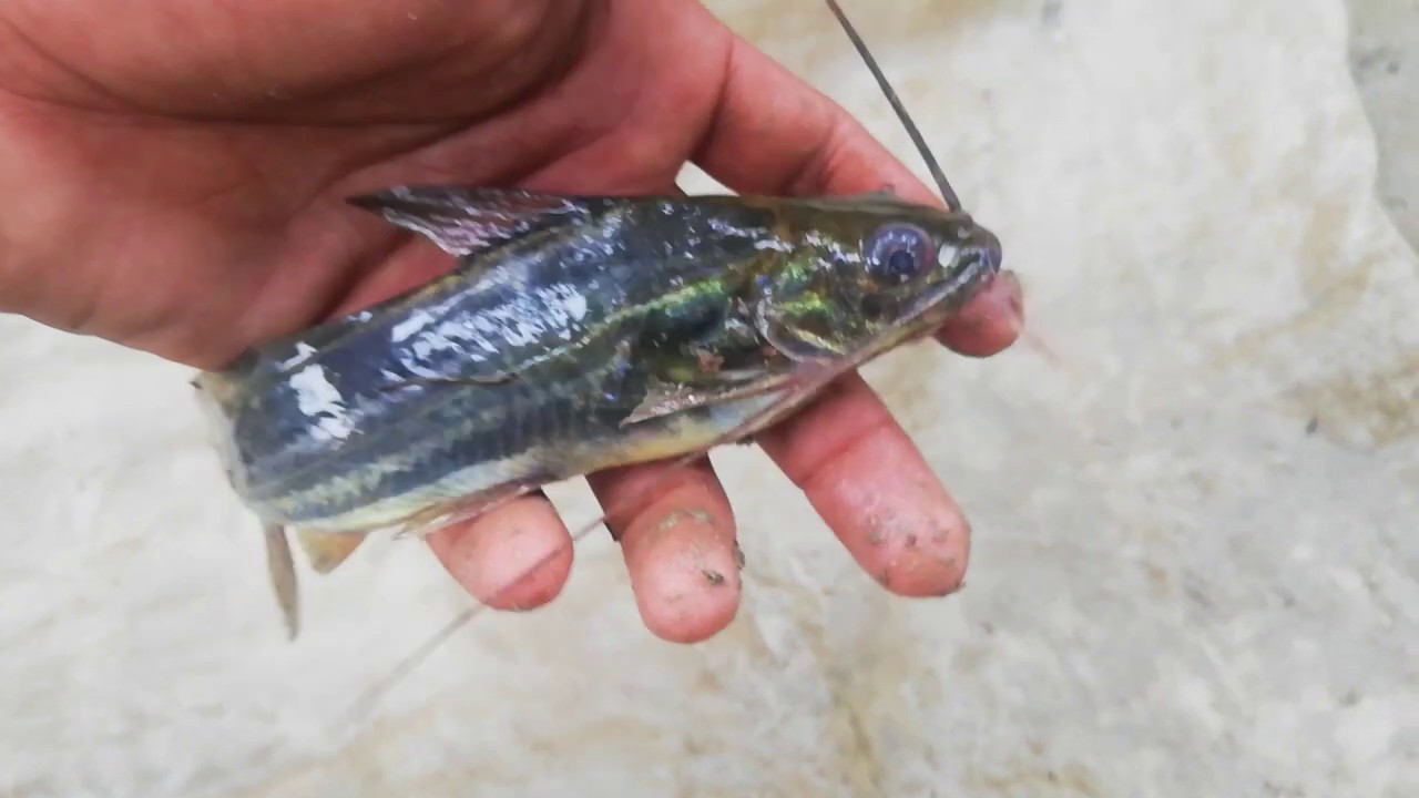 টেংরা মাছ ধরলাম পুকুর থেকে || Tangra Fish Catching || Hook Fishing ...