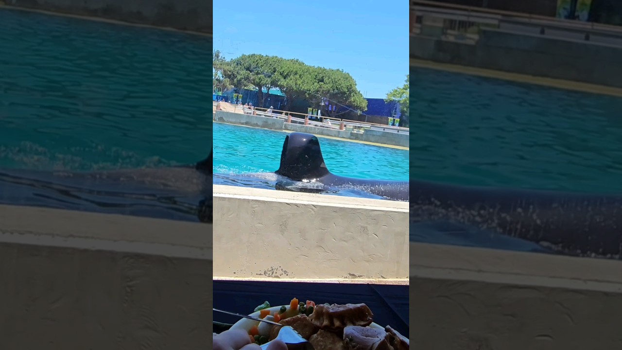 Dine with Orcas - YouTube