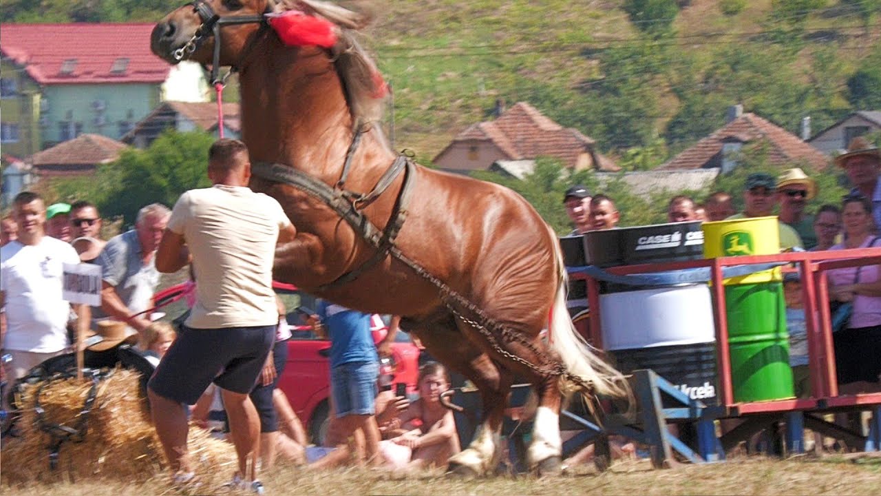 Cai probe de tracțiune la simplu Tășnad - Satu Mare 27 August 2023 ...