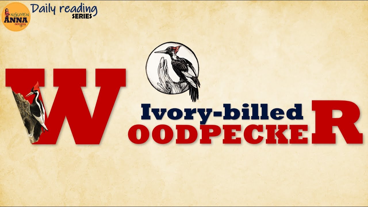 DAILY READING SERIES I Ivory billed Woodpecker - YouTube