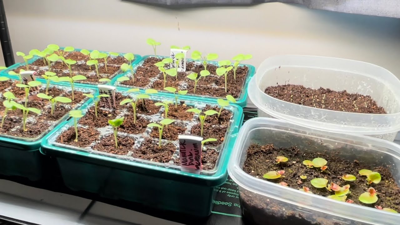 Planting Update: Zonal Geranium and Big Begonia Seedings are Germinated ...