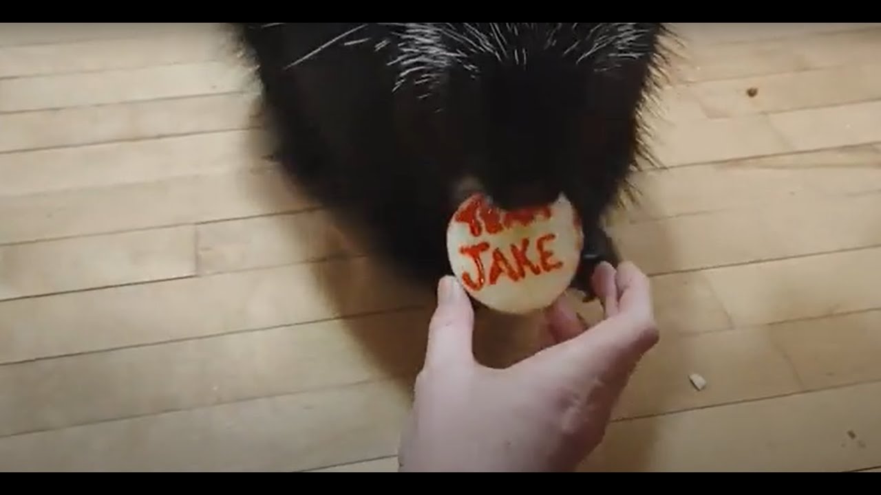 Chonkers says Go Team Jake! - YouTube