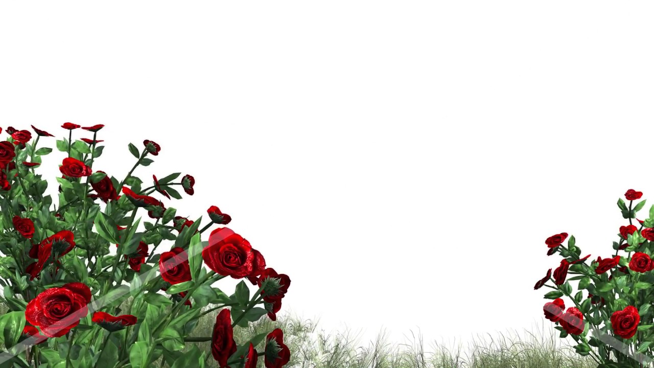 animated roses on a white background - YouTube