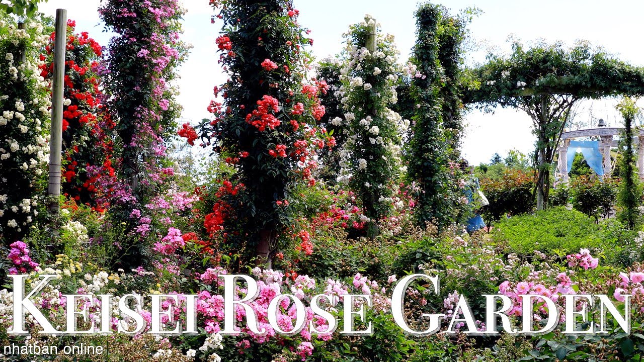 Keisei Rose Garden in Chiba Japan | Japan Walk @Explore-Japan - YouTube