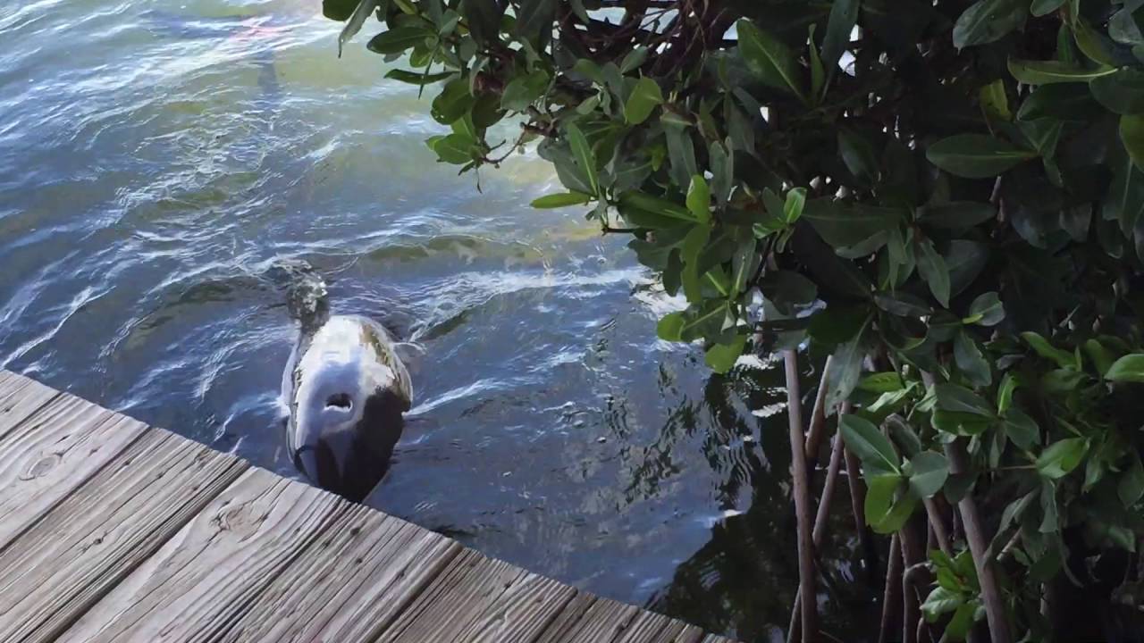 "Sneezing" dolphin - YouTube