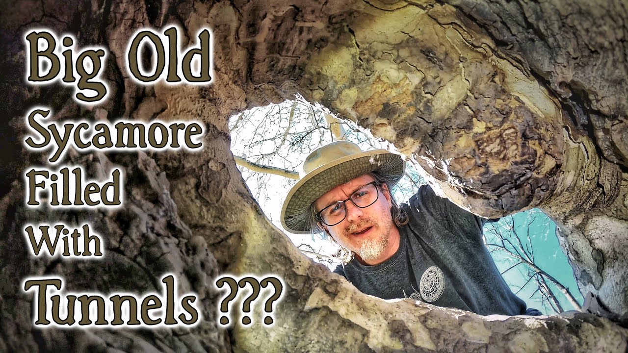 What's Inside This Giant 228 Year Old Sycamore Tree ??? - YouTube