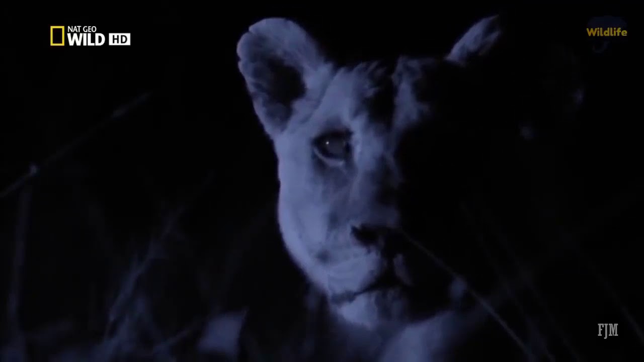 Lion's Strategy to Hunt Wildebeest at night - YouTube