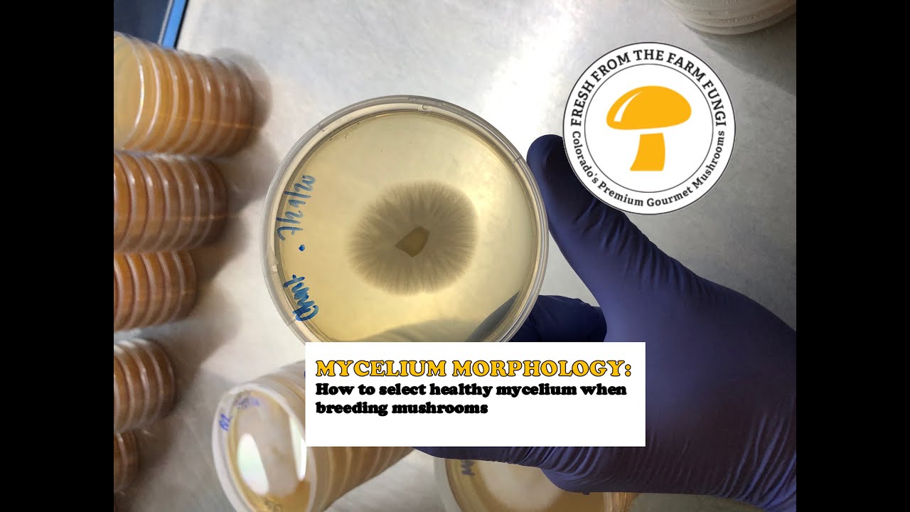 MYCELIUM MORPHOLOGY: how to select healthy mycelium when breeding ...