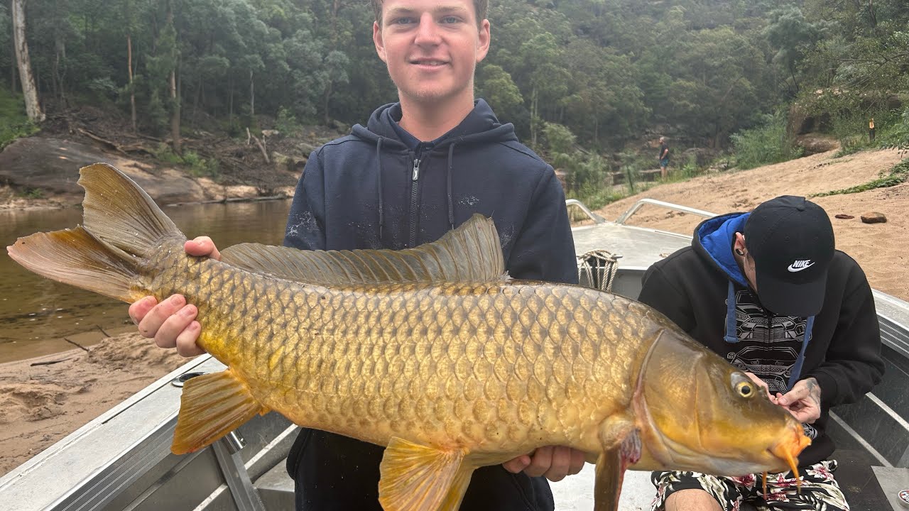 Pb broken 90cm carp caught at Nepean river. #fishing #2024 #carpfishing ...