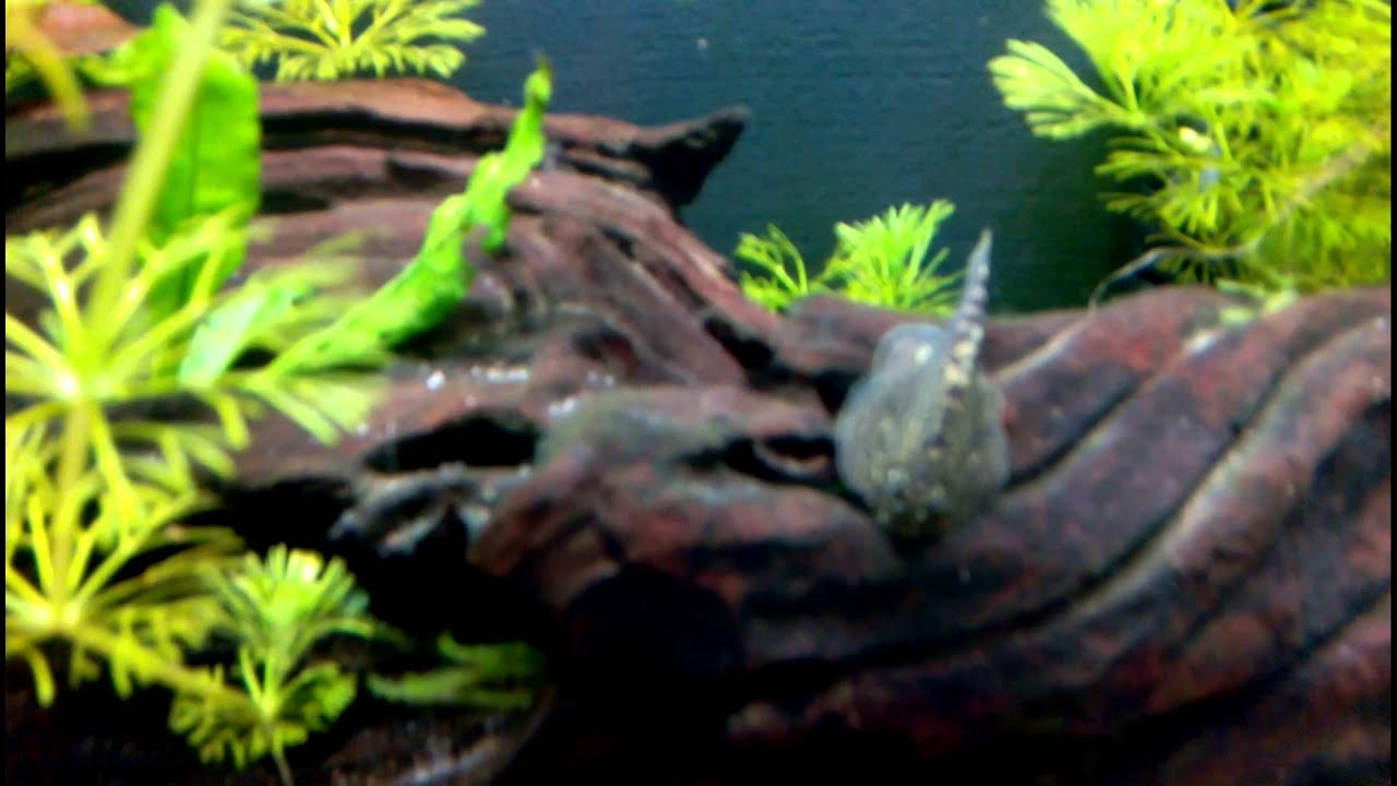 Sewellia lineolata - Tiger Hillstream Loach - YouTube