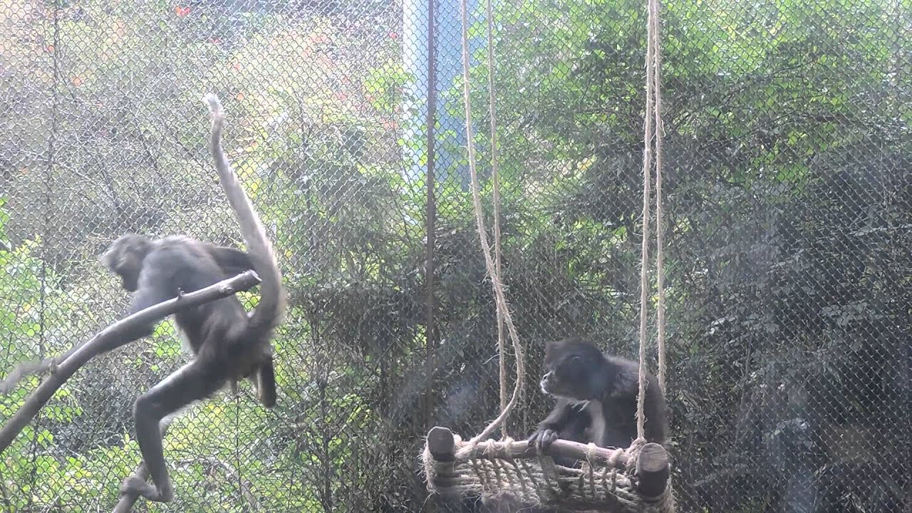 Mono araña (Ateles geoffroyi) Zoológico de Chapultepec - YouTube