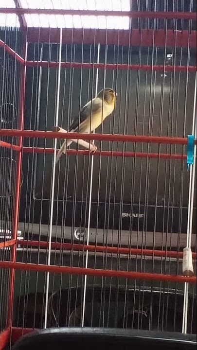 kenari marsmellow #ARP_Birdshop #kandangan #hss - YouTube