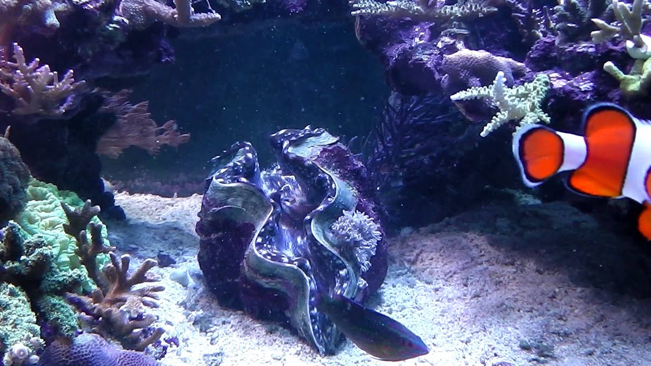 Clam spawning - YouTube