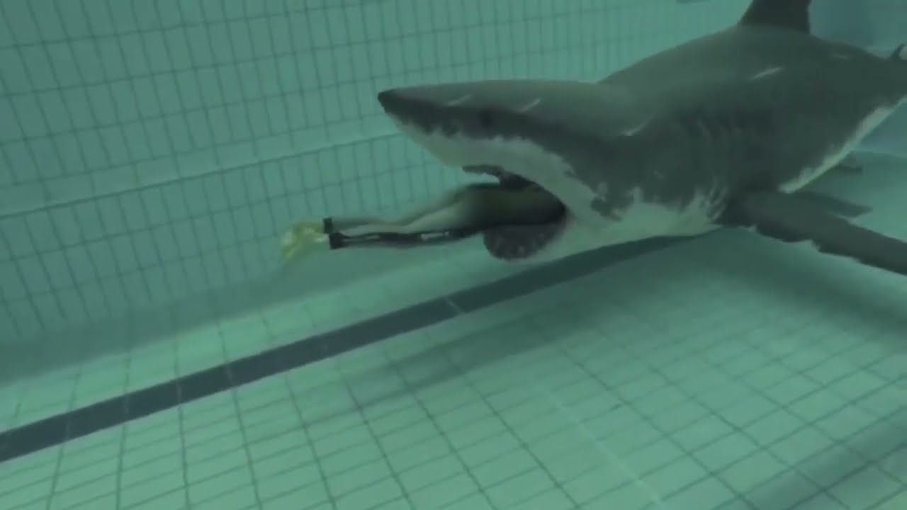 Did she just swim into the Shark’s mouth What!? 😱 @Gabriel Benicio # ...