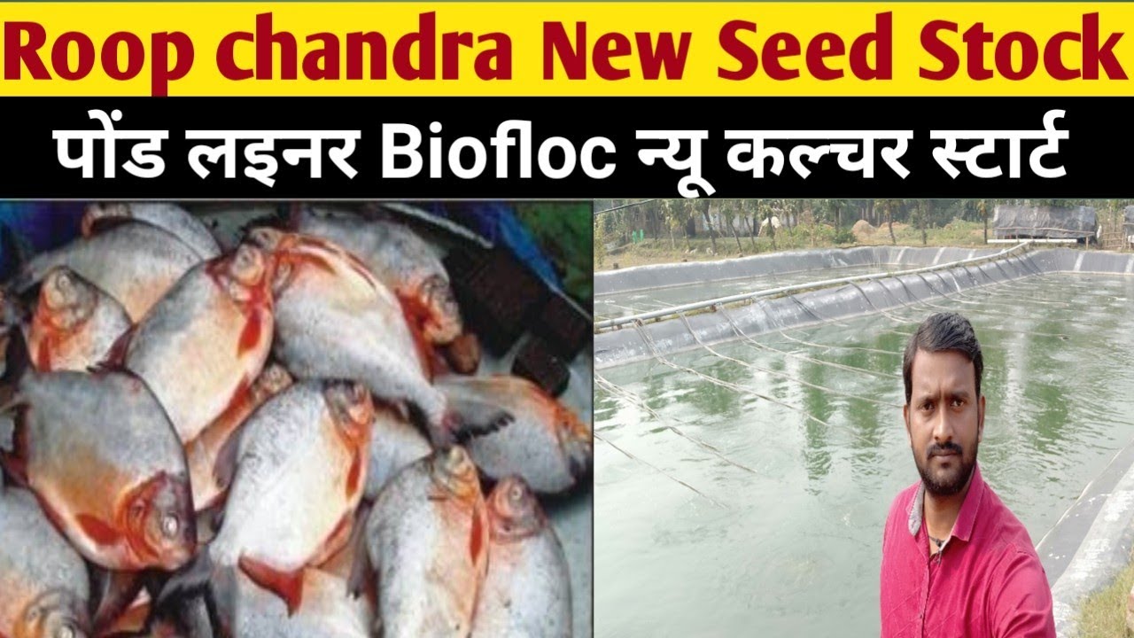 Biofloc l Roop chandra New Seed Stocking l Pond Liner Biofloc Tank l ...