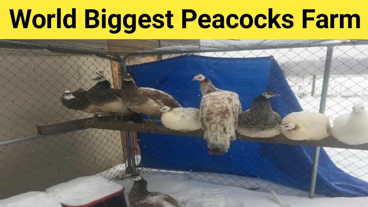 World Biggest Peacocks Farms Videos Compiltaion - YouTube