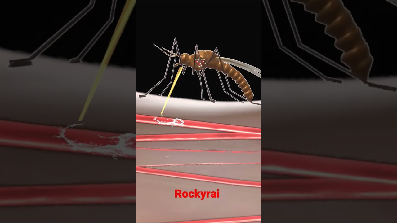 Mosquitoes Bites 2D Animation #shorts - YouTube